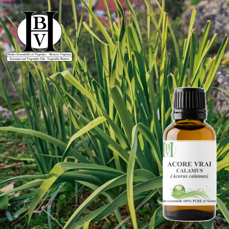 Aceite esencial de cálamo – Puro y natural – HBV